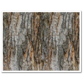 Icing Sheet Bark - Evil Cake Genius